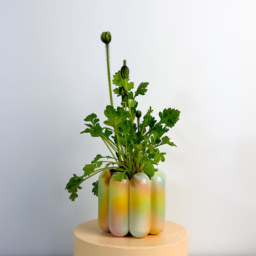 Scallop Planter - Modern Science Project | BIMA Museum Store