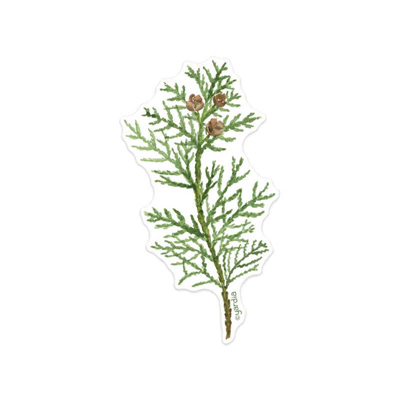 Cedar Sticker - Watercolor Pacific Northwest Tree Sticker | BIMA Museum ...