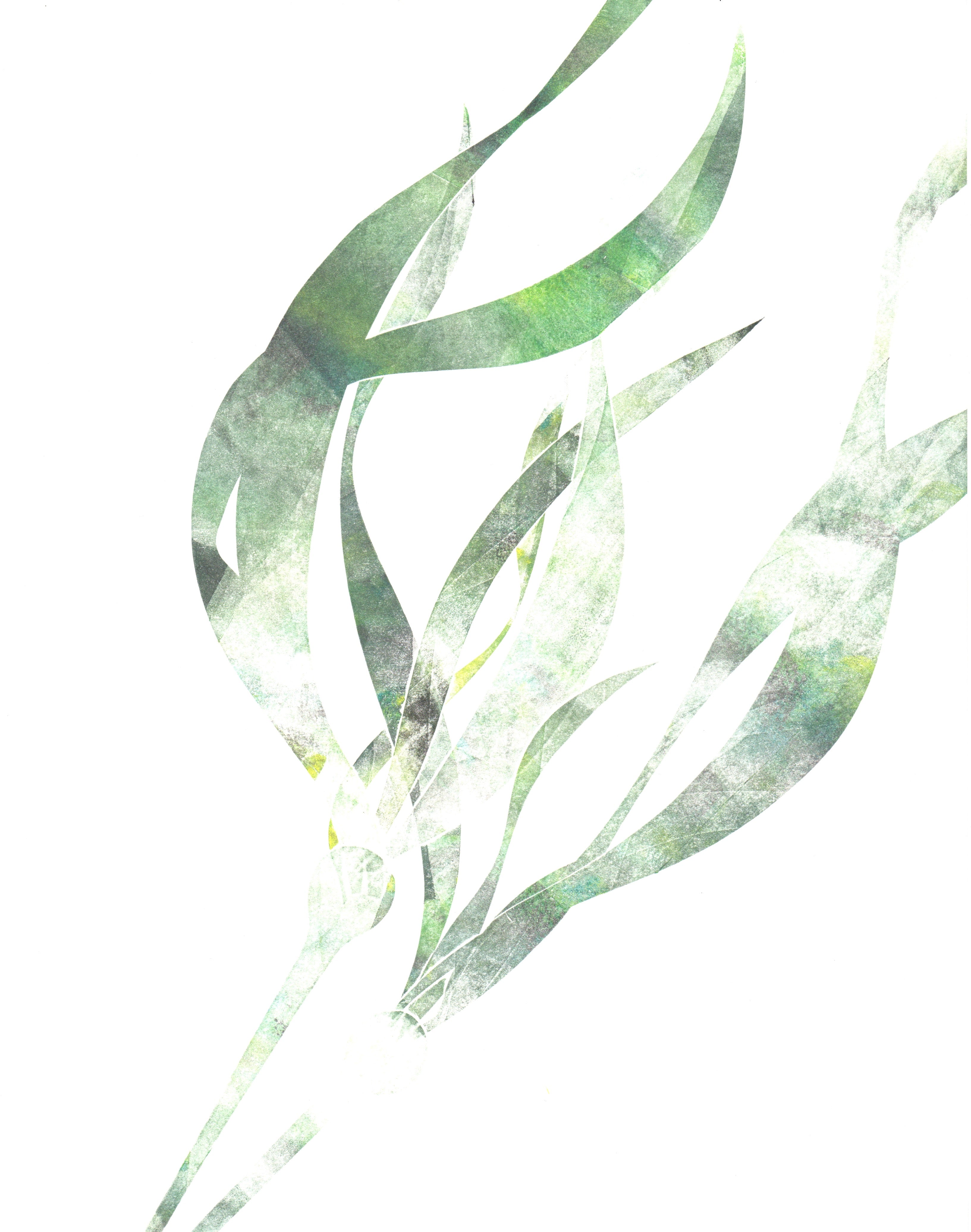 Kelp Print by Hannah Viano | BIMA Museum Store